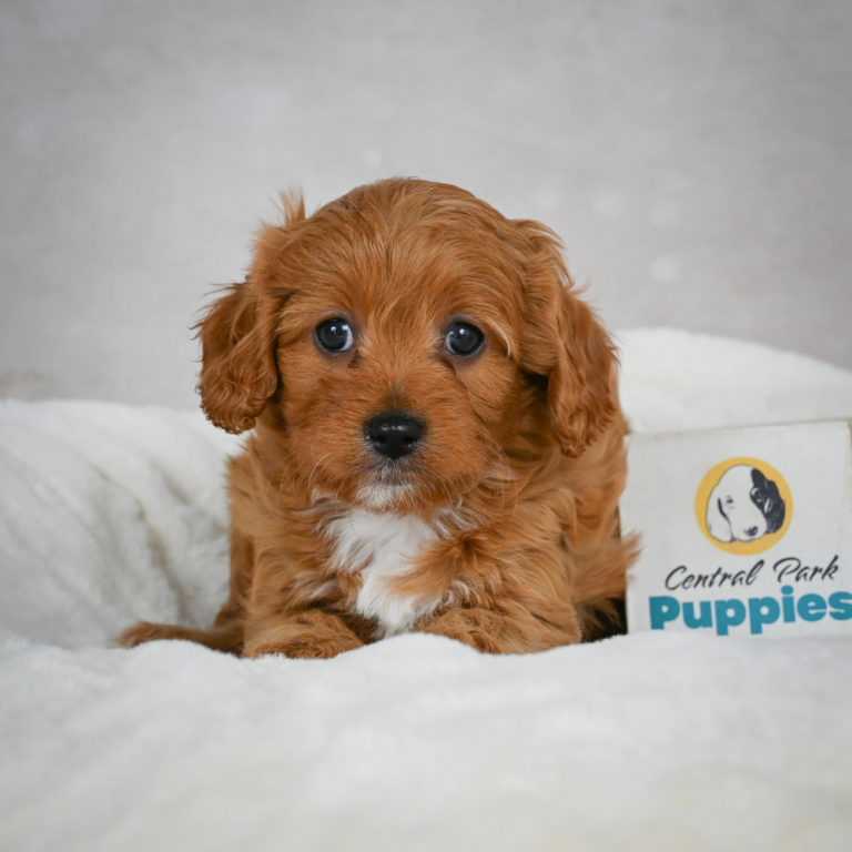 Female F1 Cavapoo Puppy for Sale | ID 1392-AR