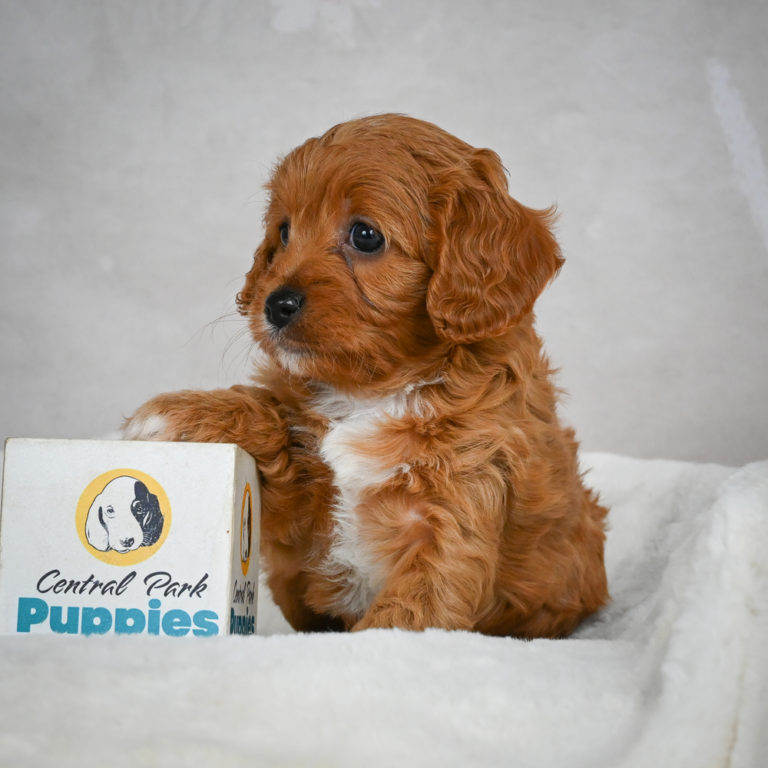 Female F1 Cavapoo Puppy for Sale | ID 1392-AR