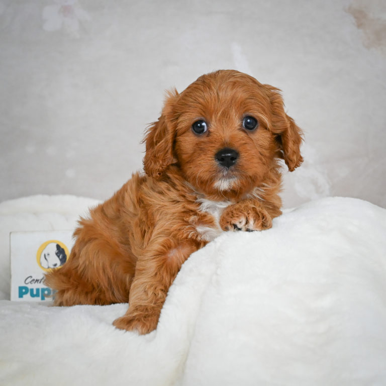 Female F1 Cavapoo Puppy for Sale | ID 1392-AR