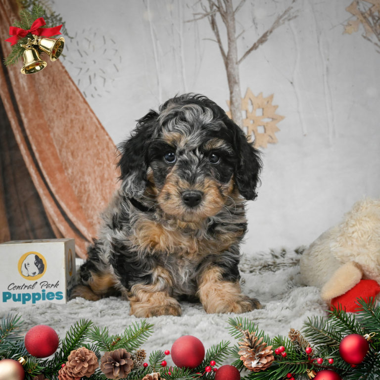Male F1b Cockapoo Puppy for Sale | ID 1408-AR
