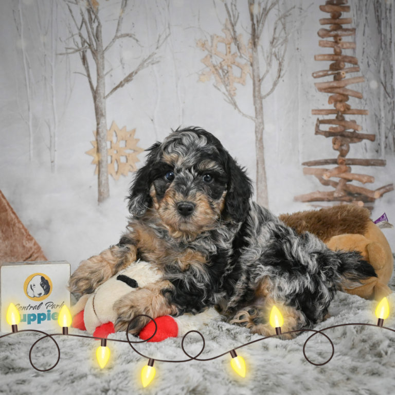 Male F1b Cockapoo Puppy for Sale | ID 1408-AR