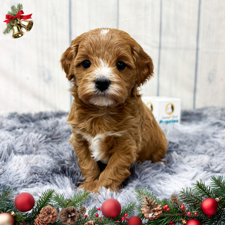 Female F1b Cavapoo Puppy for Sale | ID 1588-BW