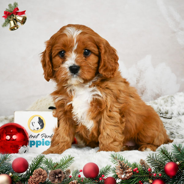 Male F1 Cavapoo Puppy for Sale | ID 2060-LY