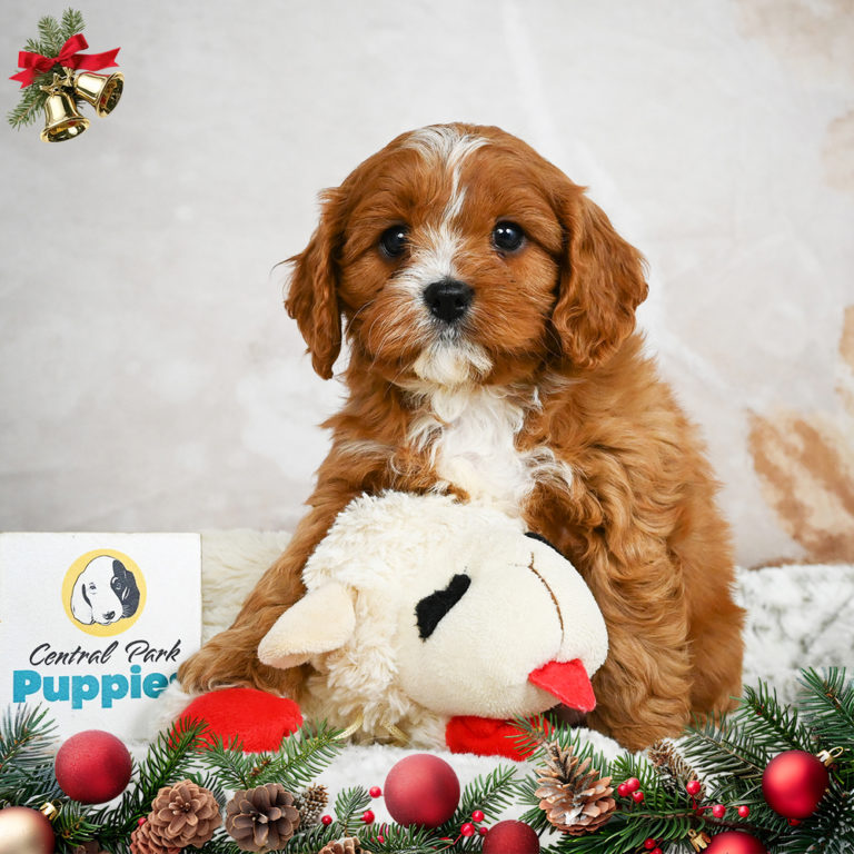 Male F1 Cavapoo Puppy for Sale | ID 2060-LY