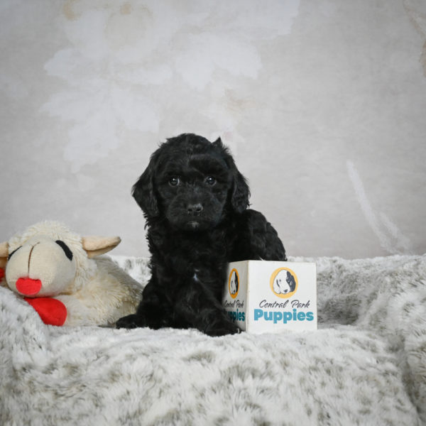 Female F1b Cockapoo Puppy for Sale | ID 1390-AR