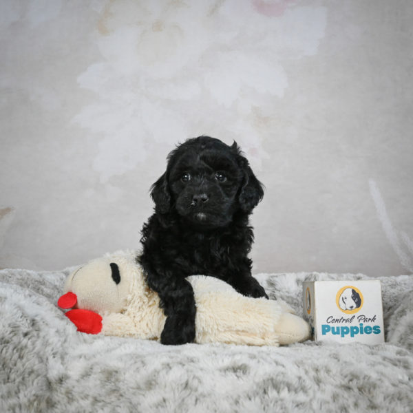 Female F1b Cockapoo Puppy for Sale | ID 1390-AR